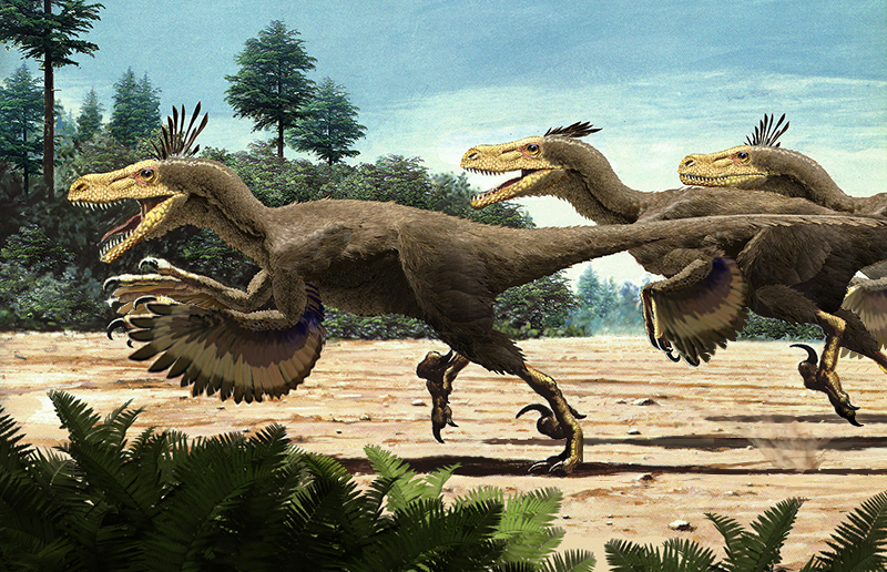 Eyeing their next meal, a pack of vicious Velociraptors scramble across ...